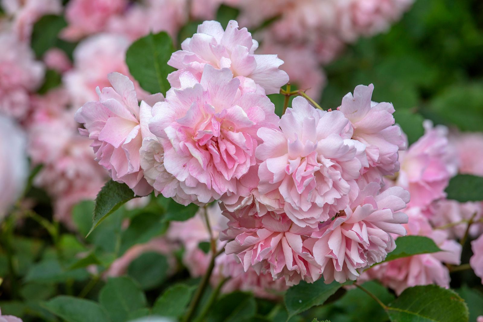 Best cottage garden plants: our top flowers for romantic borders ...