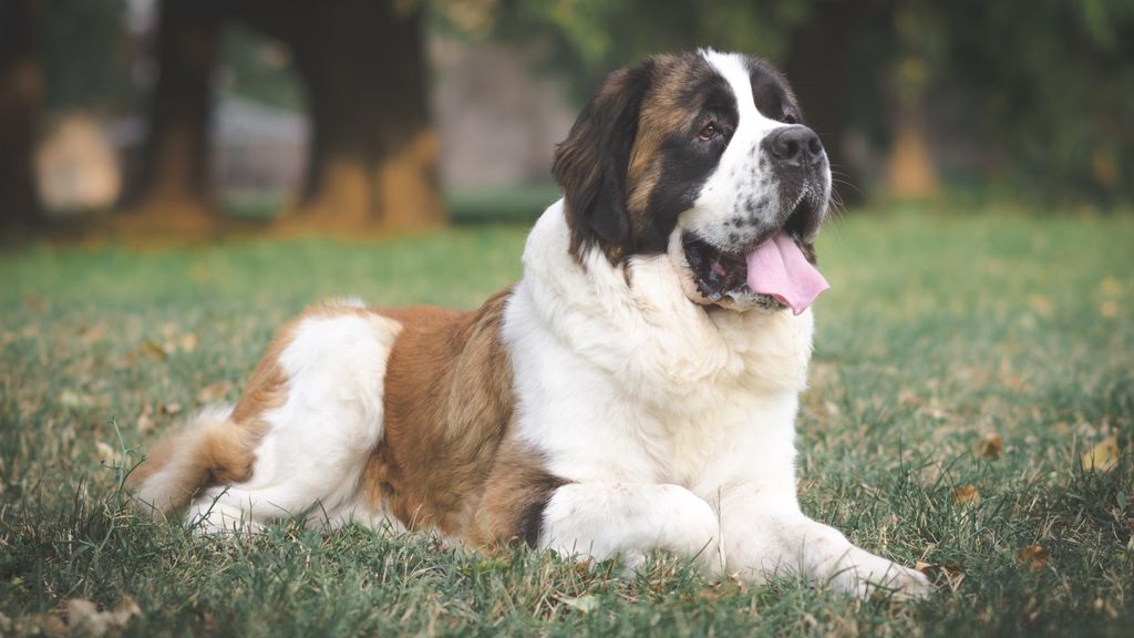 32 dog breeds that are the biggest droolers | PetsRadar