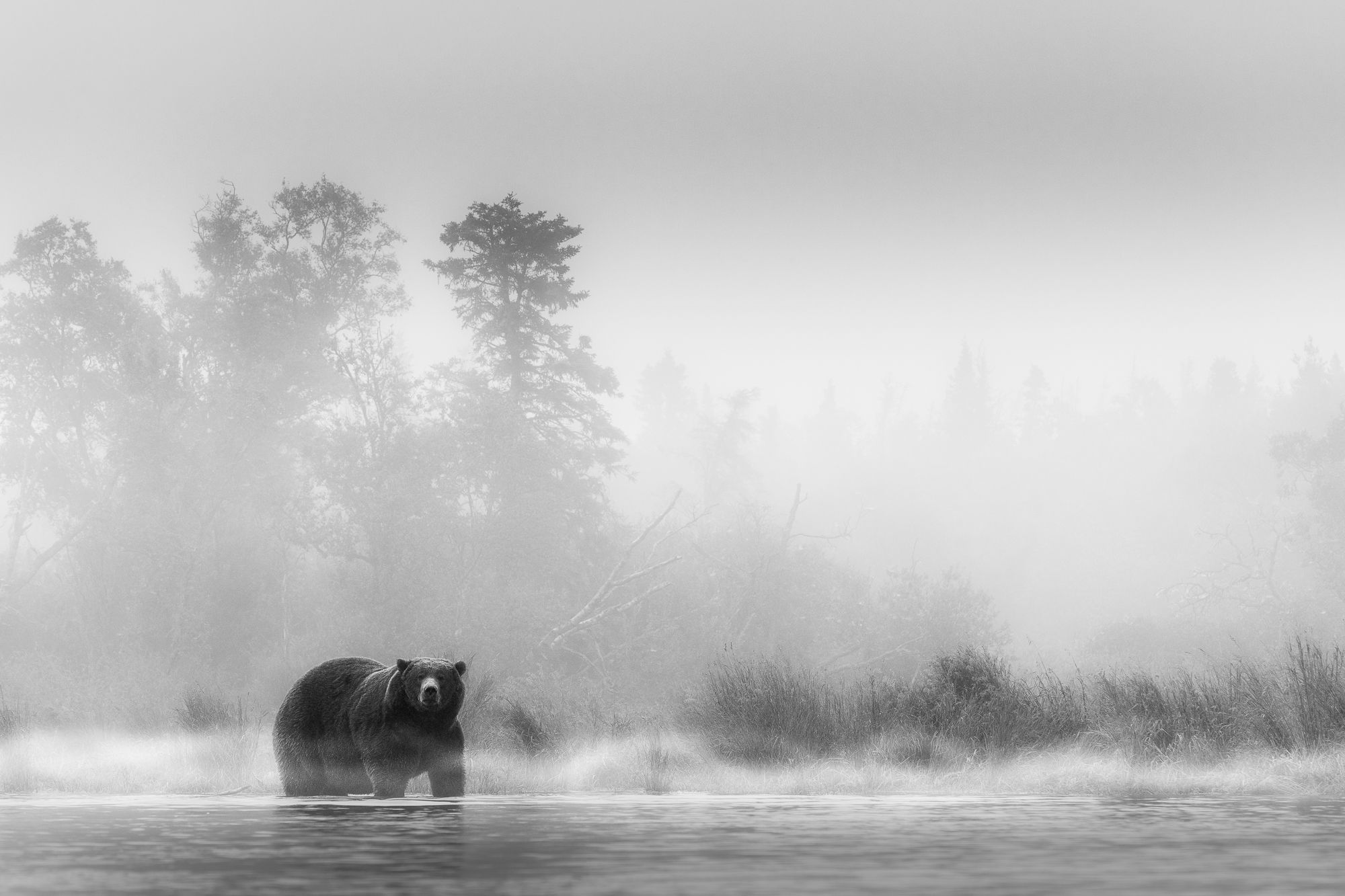 This stunning bear photography will inspire your wildlife shooting ...