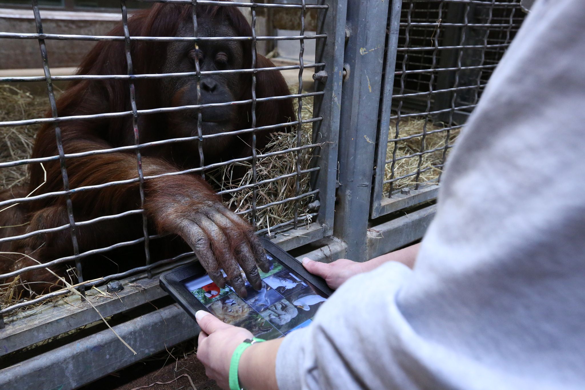 Dutch Zoo Tests 'Tinder for Orangutans' Mating Program | Live Science