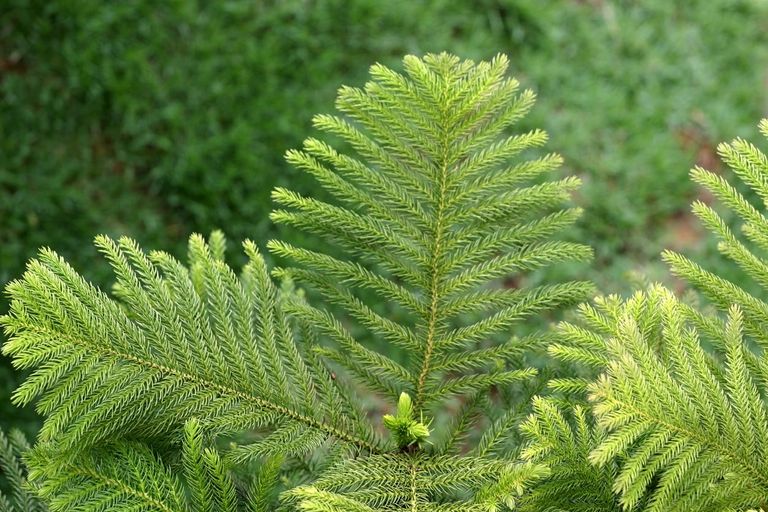 Outdoor Norfolk Island Pine Requirements: Growing A Norfolk Island Pine ...