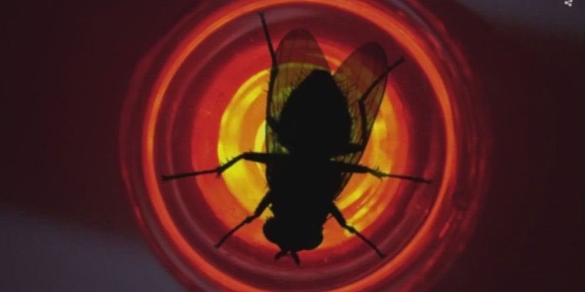 Breaking Bad: Why "Fly" Is A Masterpiece In The Popular Series ...