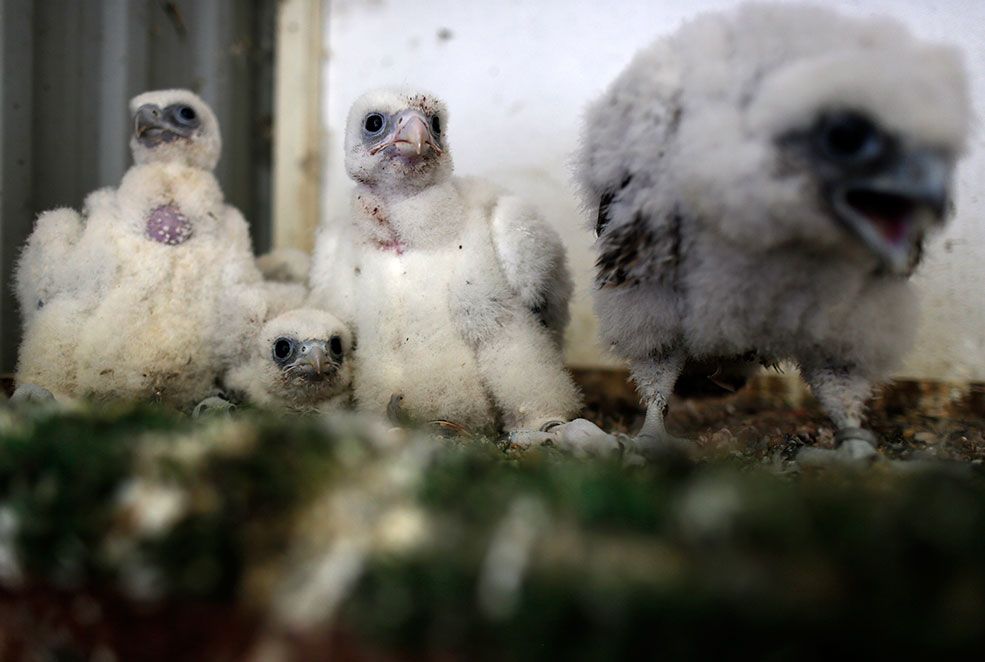 The bloody, lucrative world of falcon breeding | The Week