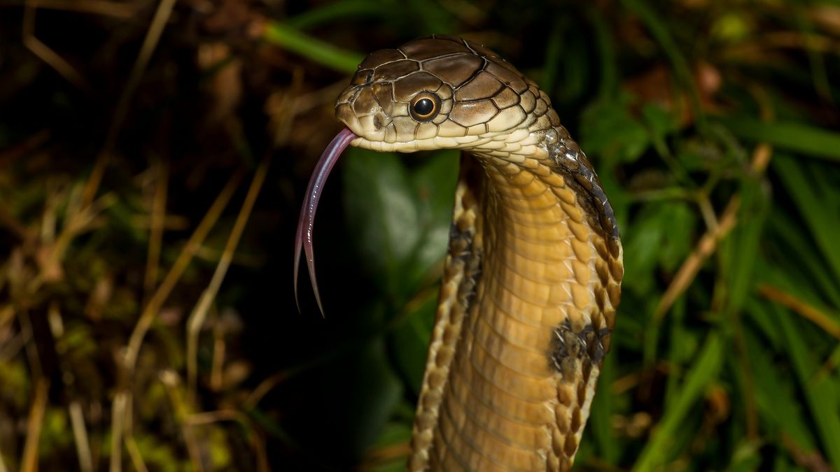 13 of the most venomous snakes on the planet | Live Science