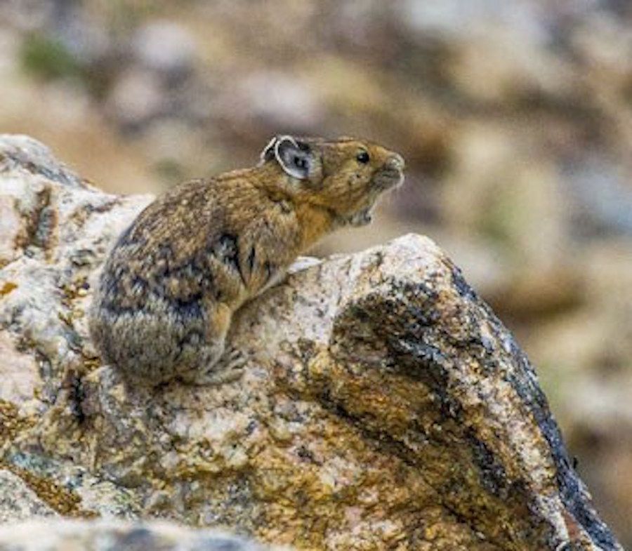 Photos of the Pika, North America's Cutest Mammal | Live Science