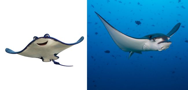Photos: Meet 'Finding Dory' Real-Life Counterparts | Live Science