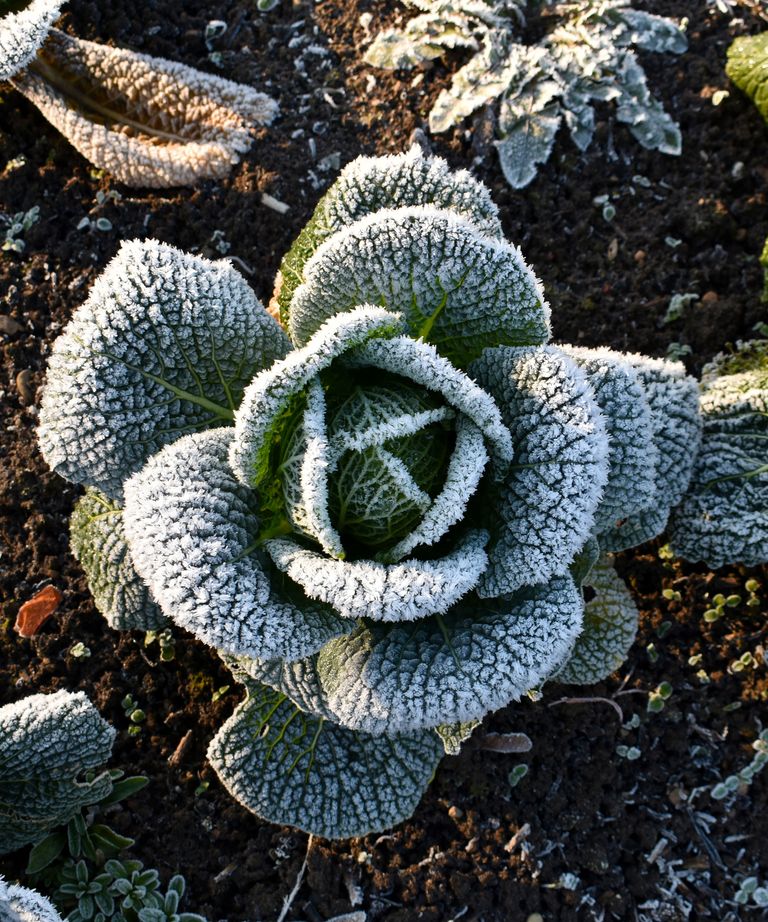 5 Cold-Hardy Vegetables You Can Grow in December | Livingetc