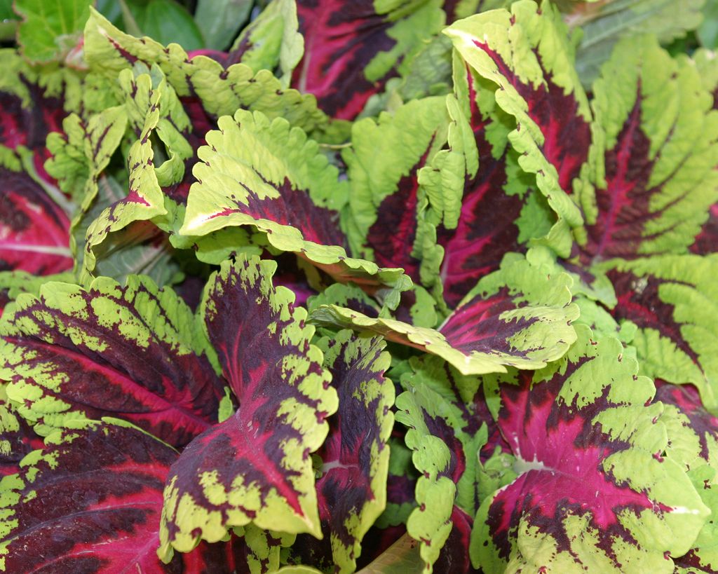 Best patio plants: 21 picks for year-round color and style | GardeningEtc