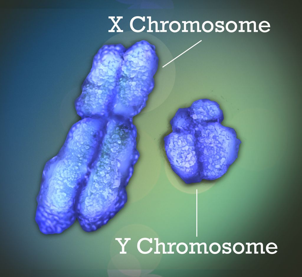 Weird chromosome loss found in these creeping voles | Live Science