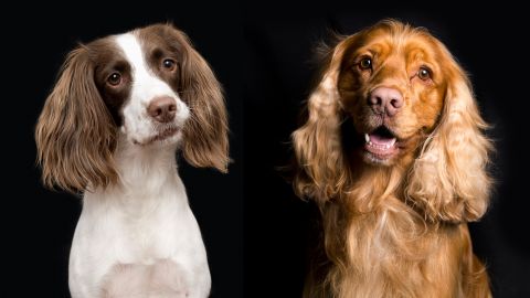 Cocker Spaniel vs Springer Spaniel | PetsRadar