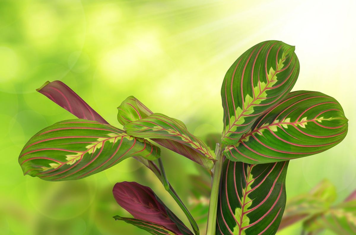Varieties Of Maranta – Learn About Different Prayer Plant Types ...