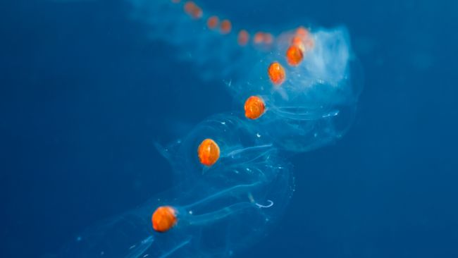 Salps: The world's fastest-growing animals that look like buckets of ...