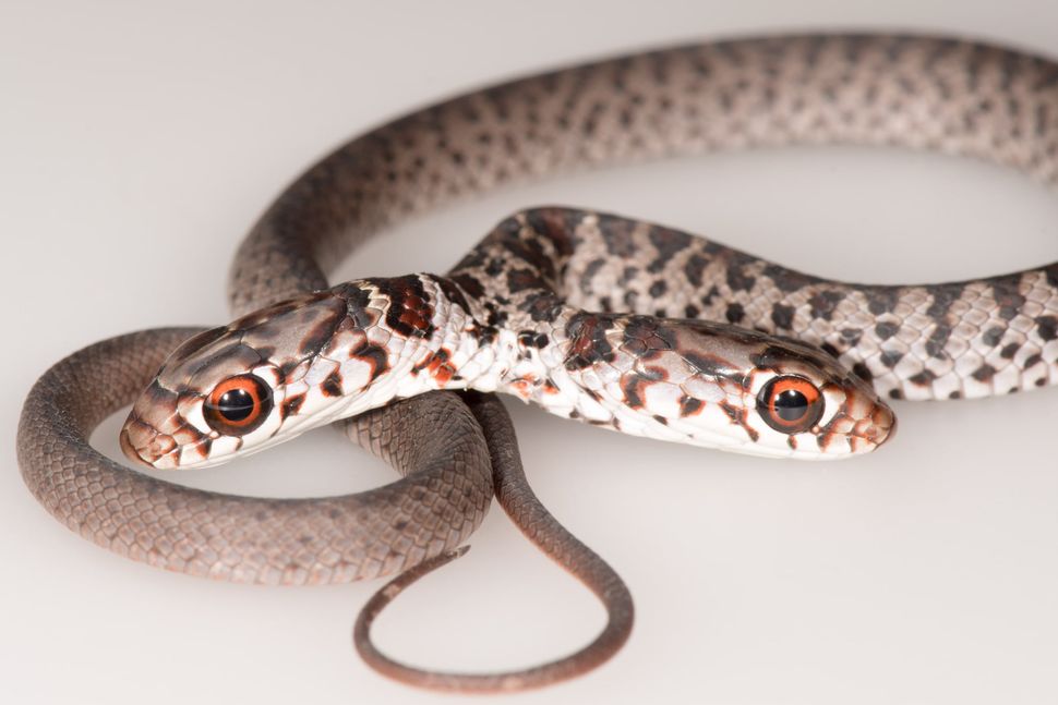 Rare, 2-headed snake discovered by Florida house cat | Live Science