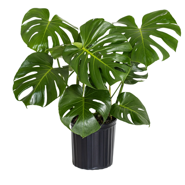 Types of Monstera Plants — And How You Should Display Them | Livingetc