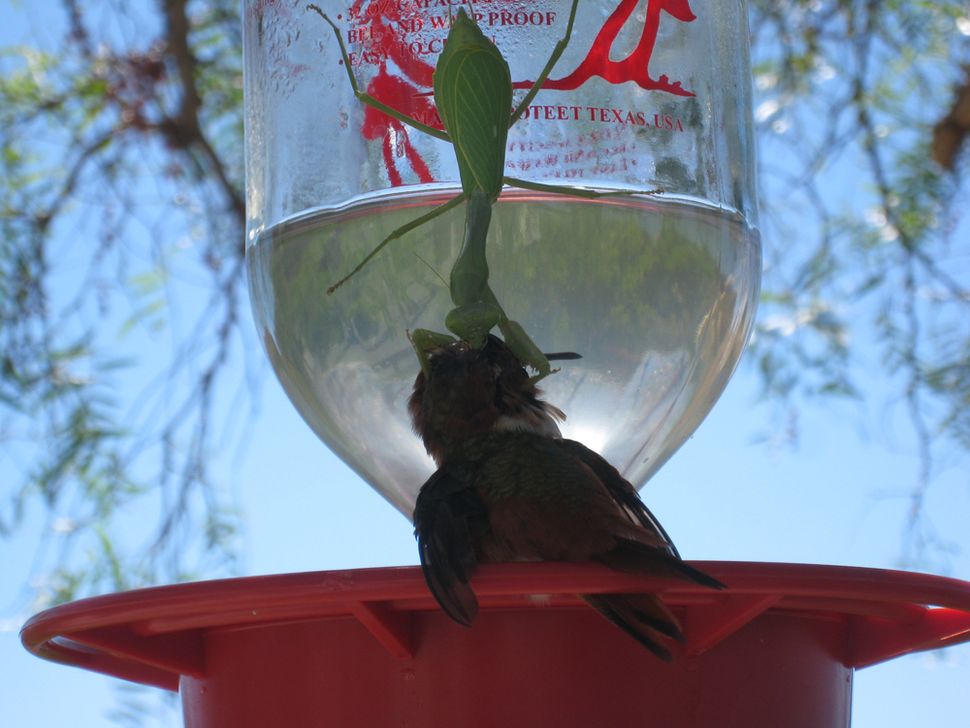 Lunch on the Wing: Mantises Snack on Birds (Photos) | Live Science