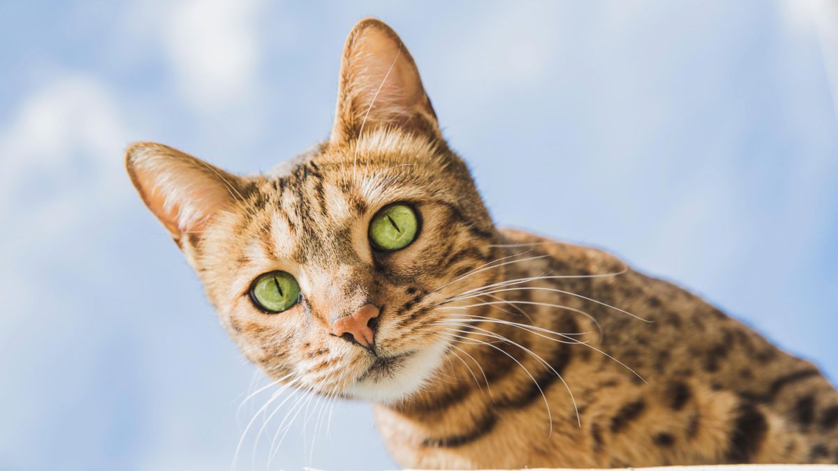 Hybrid cat breeds – and a few unusual breed mixes | PetsRadar
