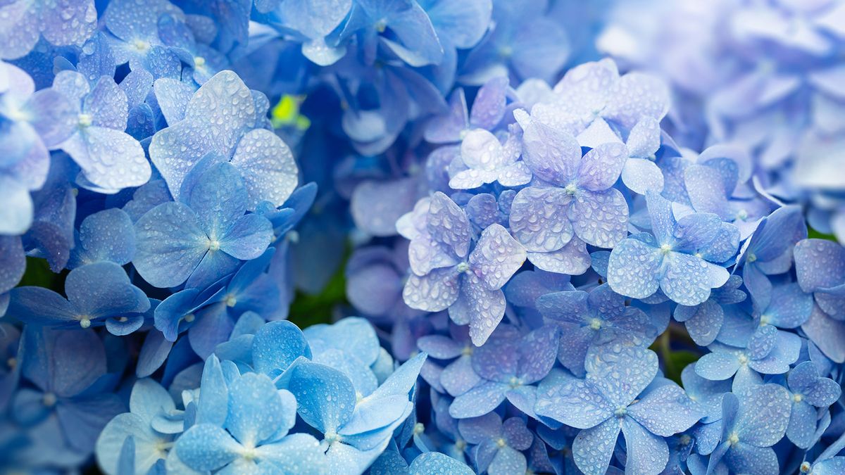How to change the color of hydrangeas | Tom's Guide