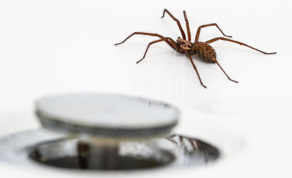 13 ways to keep spiders away: naturally, without killing them | Homes ...