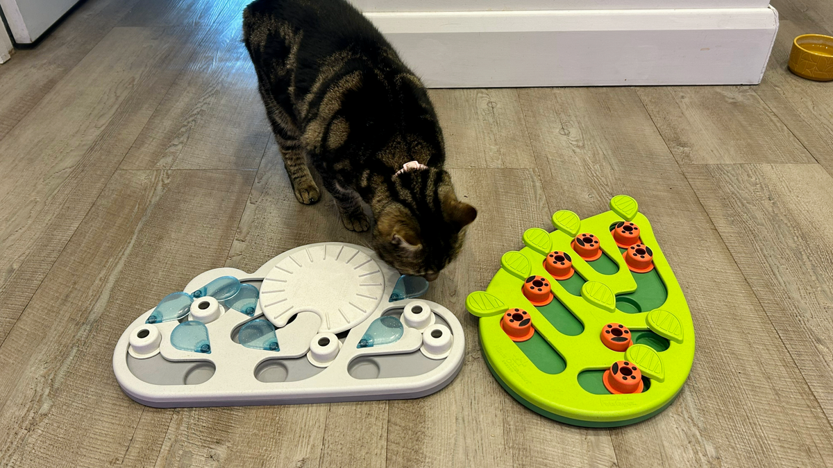 The 6 best cat toys, tried and tested by our feline friends | PetsRadar
