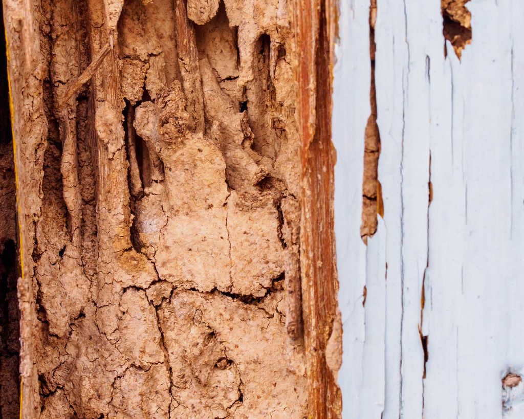 How to get rid of termites: advice for tackling these small but mighty ...