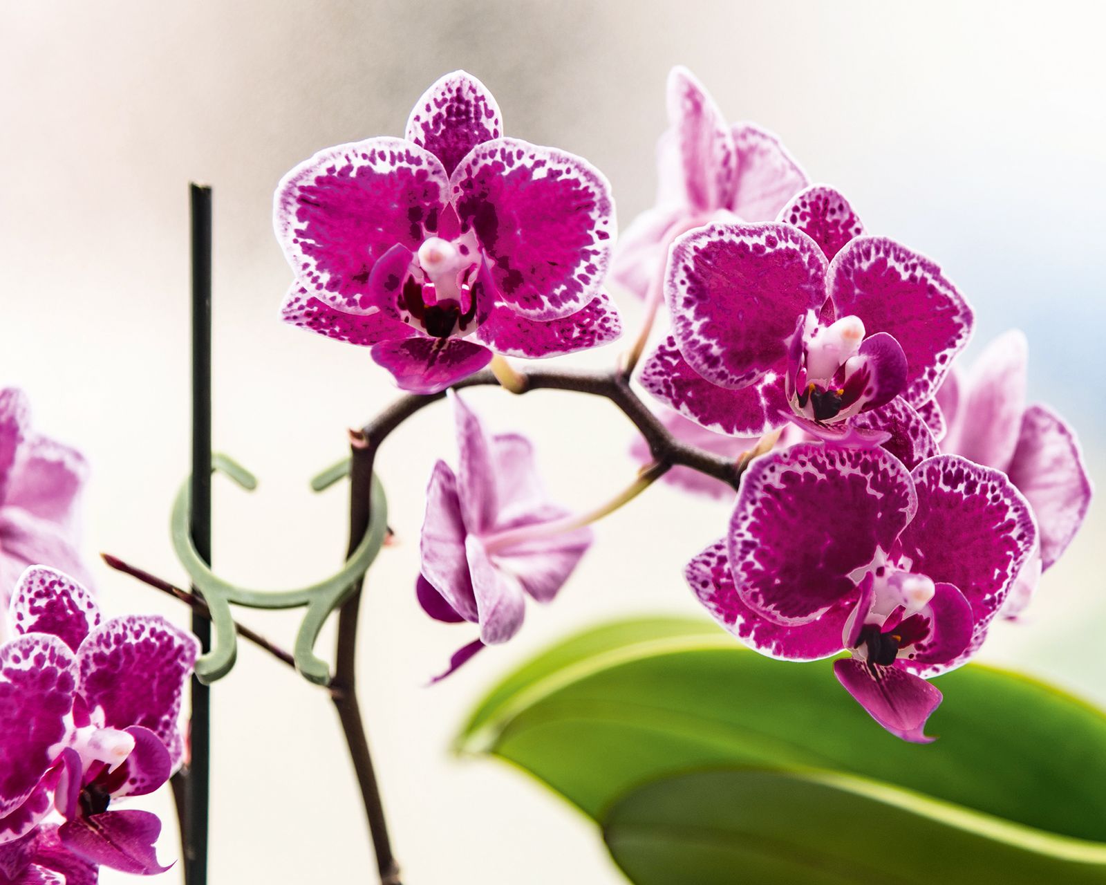 Orchid Care: How To Grow Happy, Healthy Plants Indoors | Gardening Know How