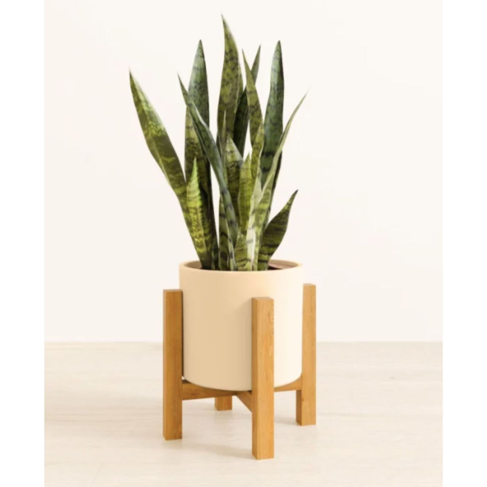 The best houseplants for small spaces | Real Homes