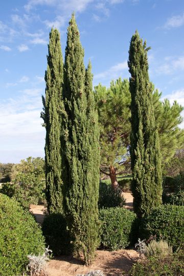 Best Trees For a Fence Line to Add Privacy to Boundaries | Livingetc