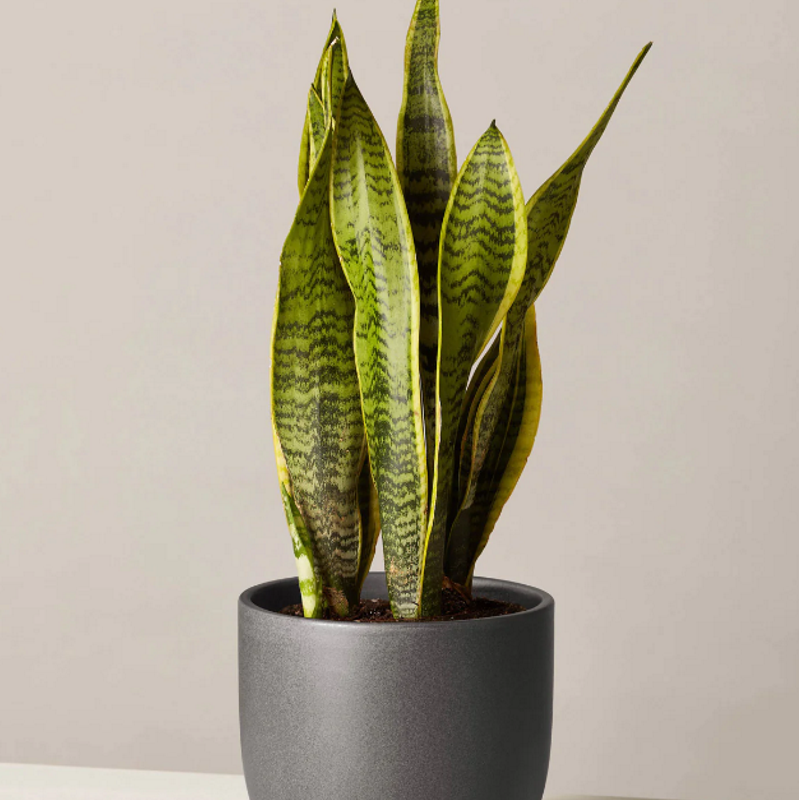 How to care for a snake plant: 5 expert tips | Homes and Gardens