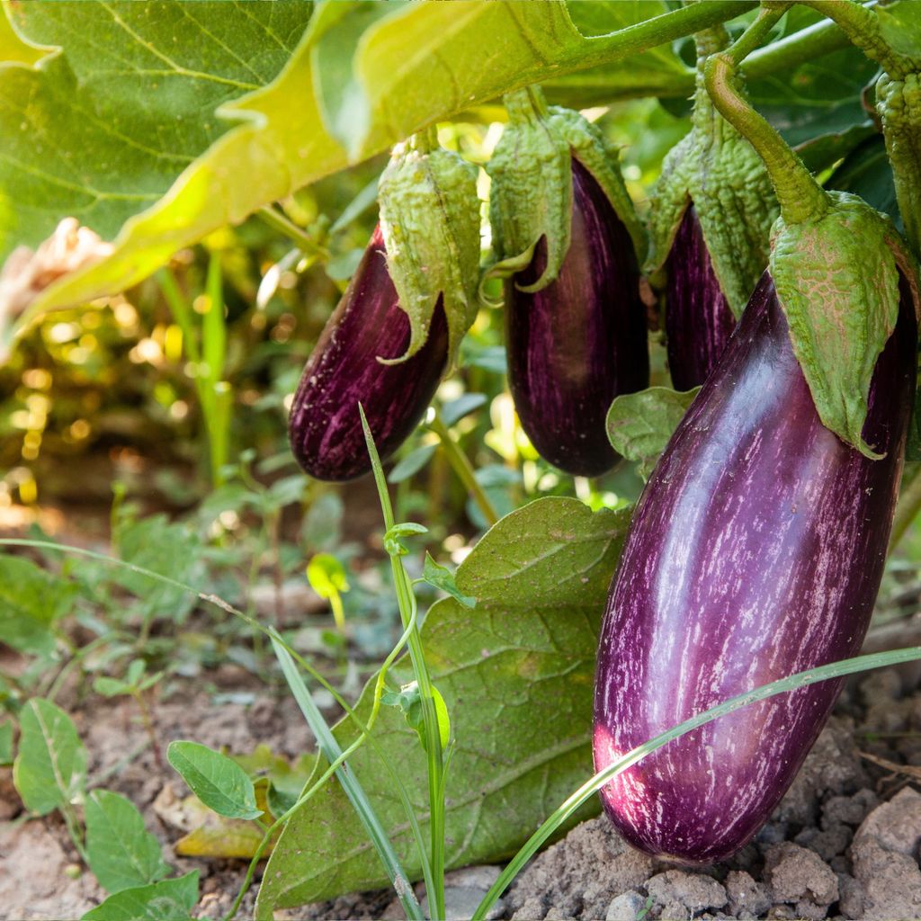 Edimentals: 9 pretty vegetables to grow in flower beds | Ideal Home