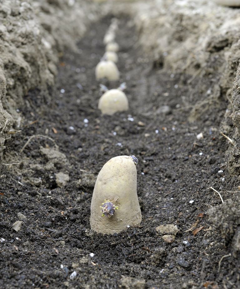 Chitting potatoes: how and why to complete this simple task | Homes and ...
