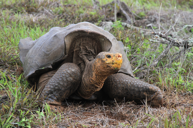 The Galápagos Islands: Laboratory of Evolution | Live Science