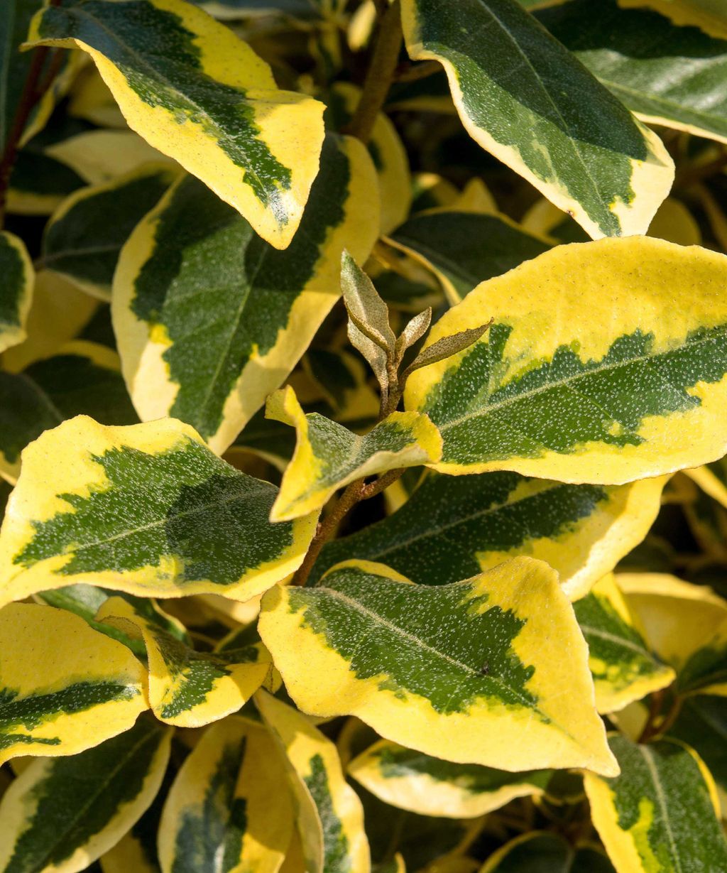 Best hedging plants: 10 choices for beautiful boundaries | Homes and ...