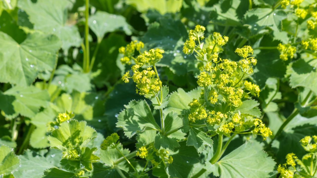 How to grow lady's mantle: for a shady ground cover plant | Homes and ...