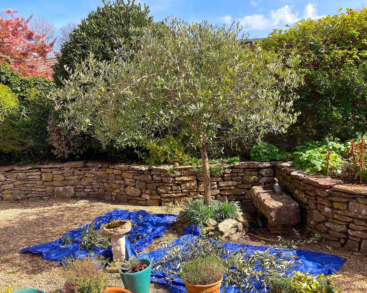 How to prune olive trees: the best ways and when to prune | Homes and ...