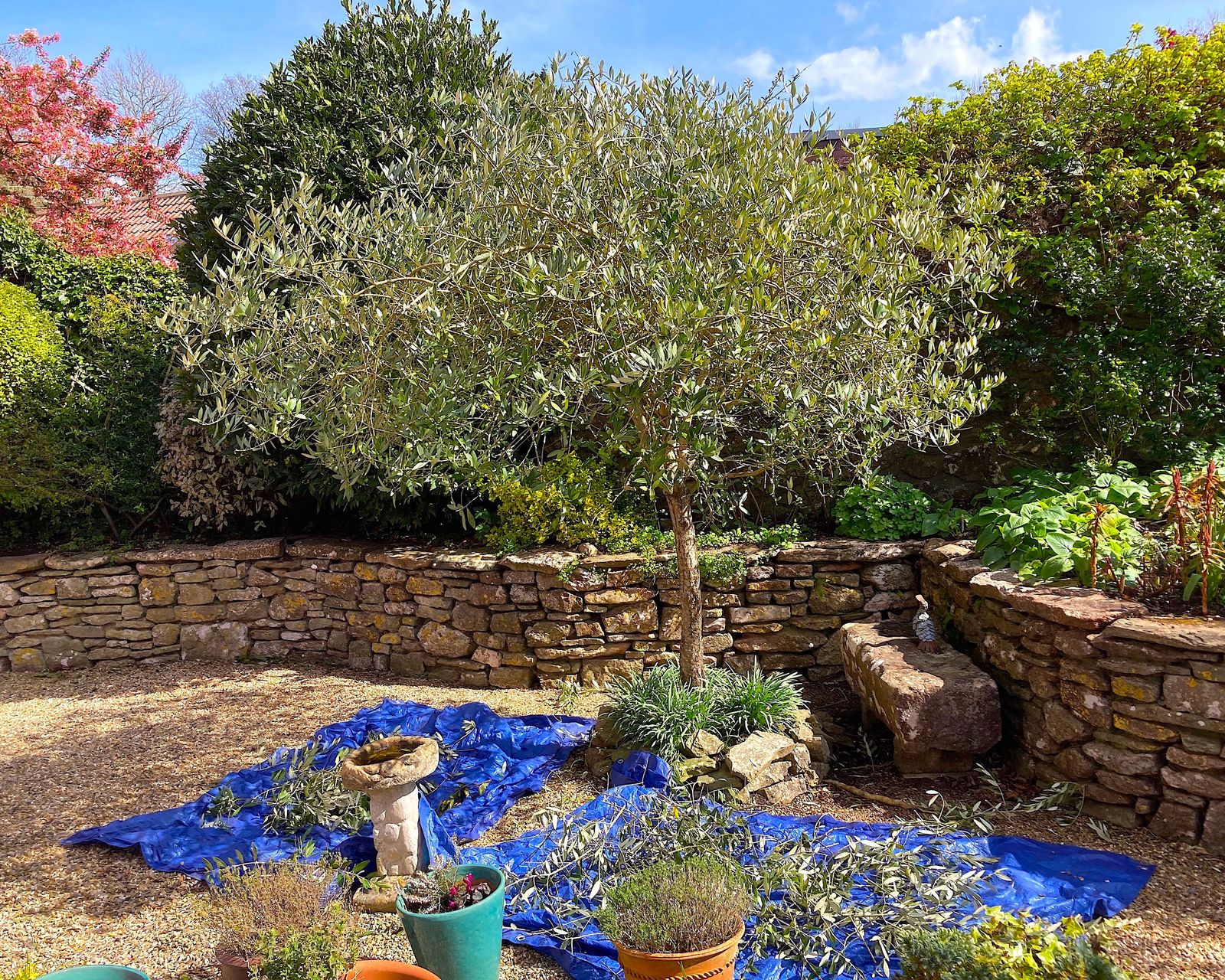 How to prune olive trees: the best ways and when to prune | Homes and ...