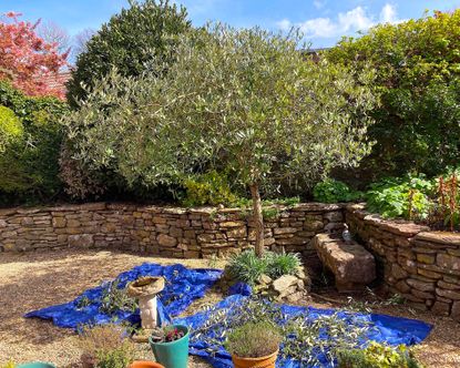 How to prune olive trees: the best ways and when to prune | Homes and ...