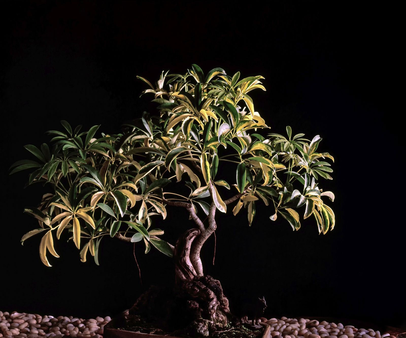 Easiest indoor bonsai trees: 5 fool-proof house plants | Homes and Gardens