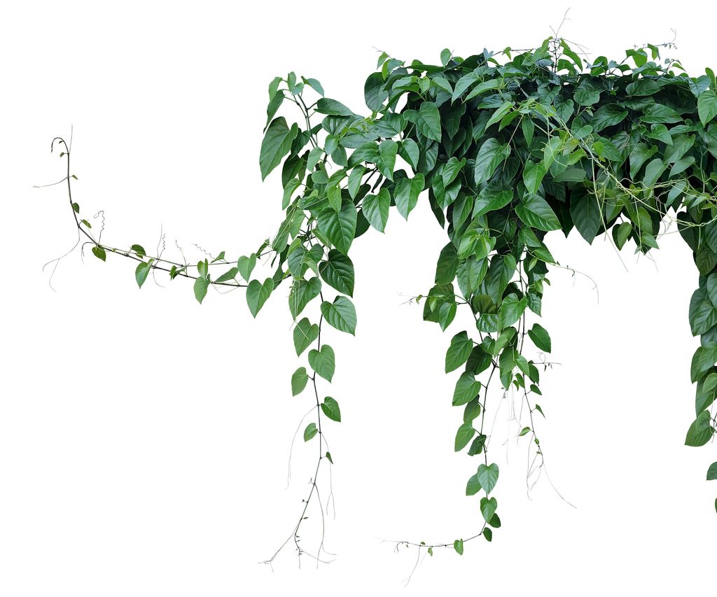 Best indoor hanging plants: 12 trailing varieties | Homes and Gardens
