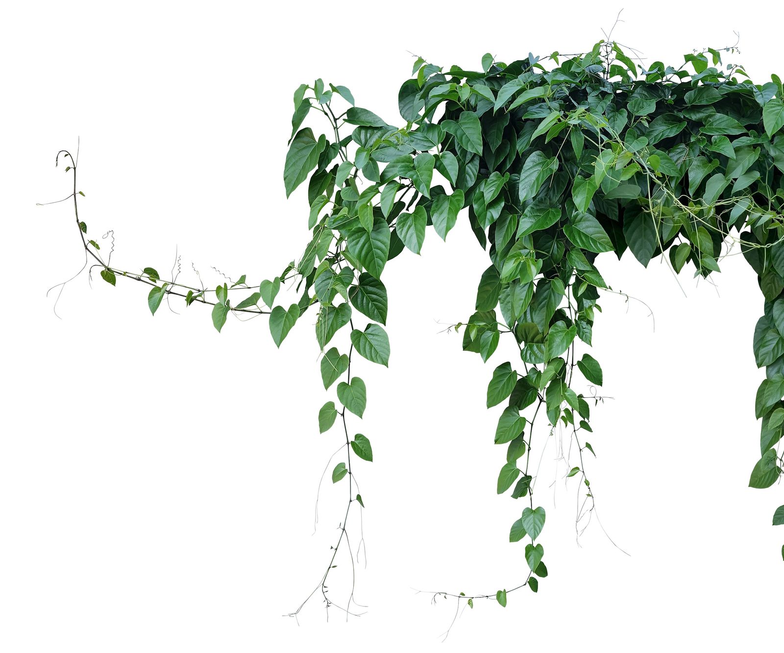 Best indoor hanging plants: 12 trailing varieties | Homes and Gardens