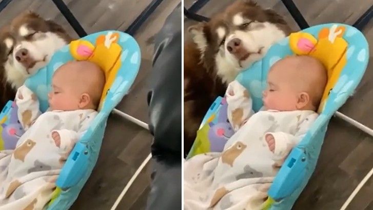Dog rocks baby to sleep in unbelievably cute video | PetsRadar