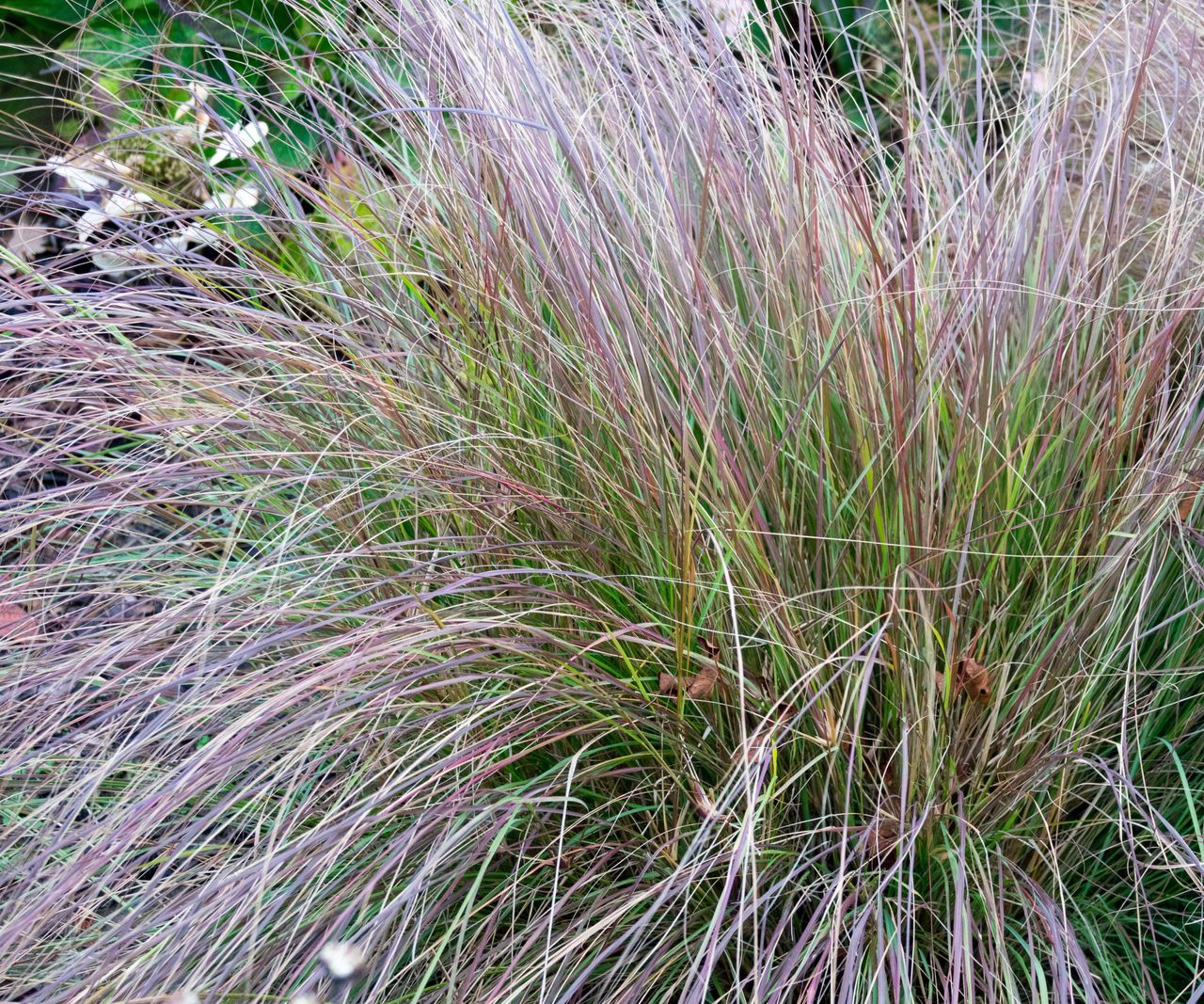 How to care for native grasses | Homes and Gardens