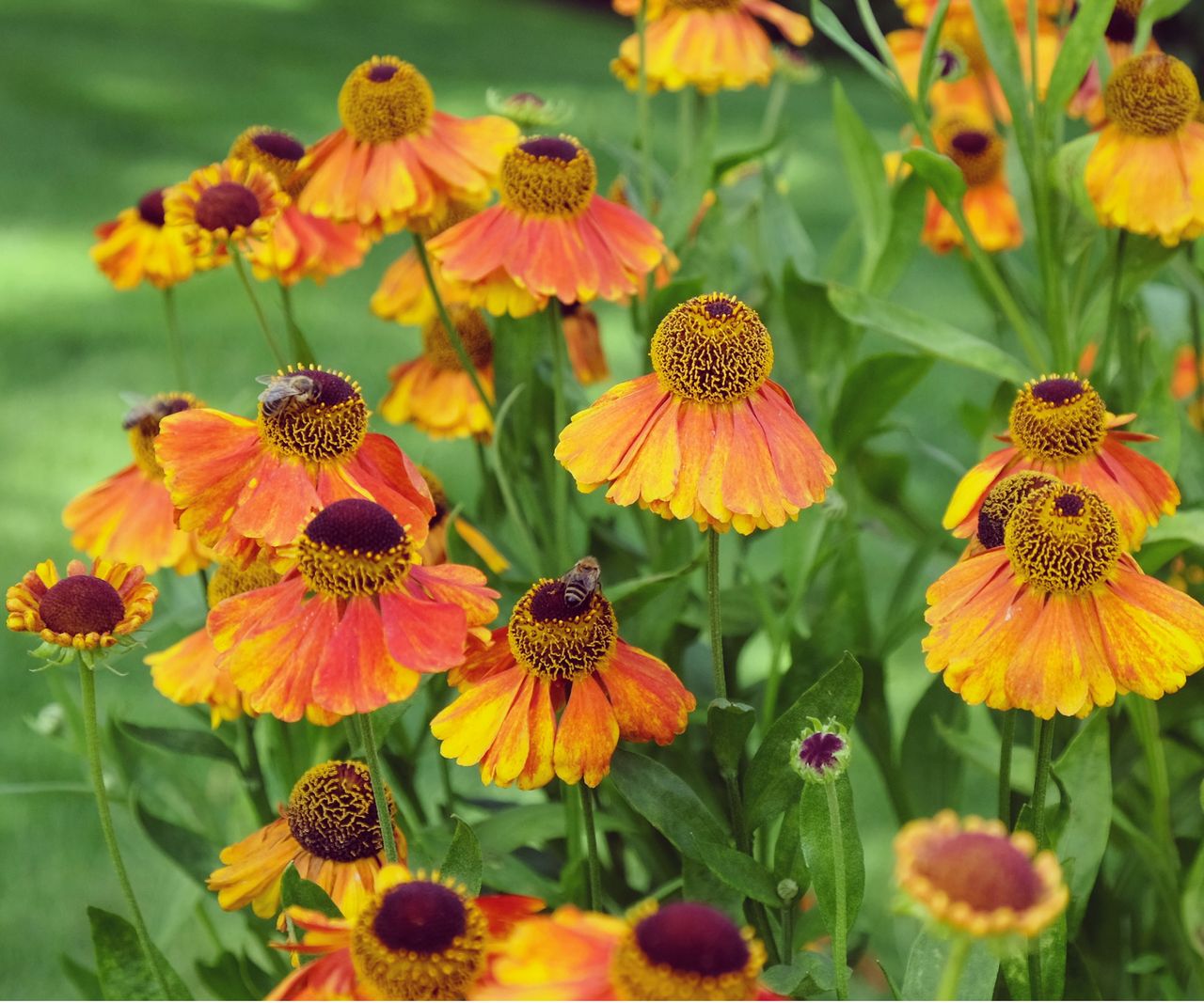 Best fall-flowering perennials: 7 expert-approved plants | Homes and ...
