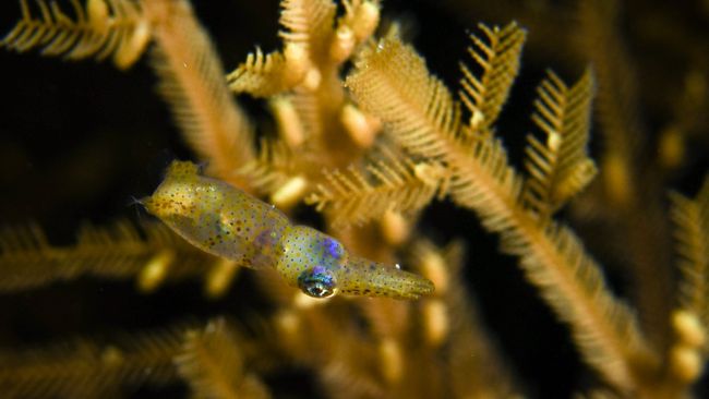 Adorable, newfound pygmy squid species named after Japanese forest ...