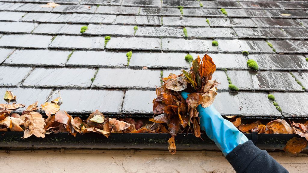 7 things that are attracting pests to your home | Tom's Guide
