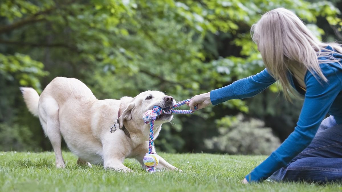 32 ways to build more fun into your dog’s routine | PetsRadar