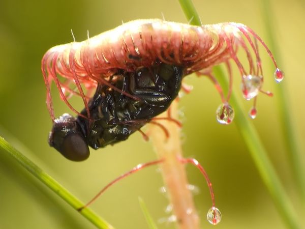 Naughty by Nature: The Most Disgusting and Deadly Flowers | Live Science