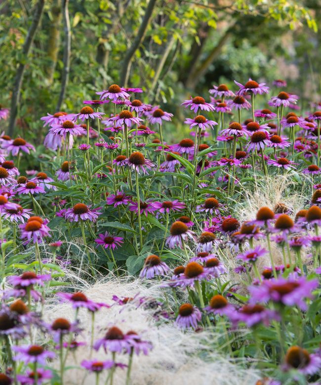 15 of the best plants for full sun | Homebuilding
