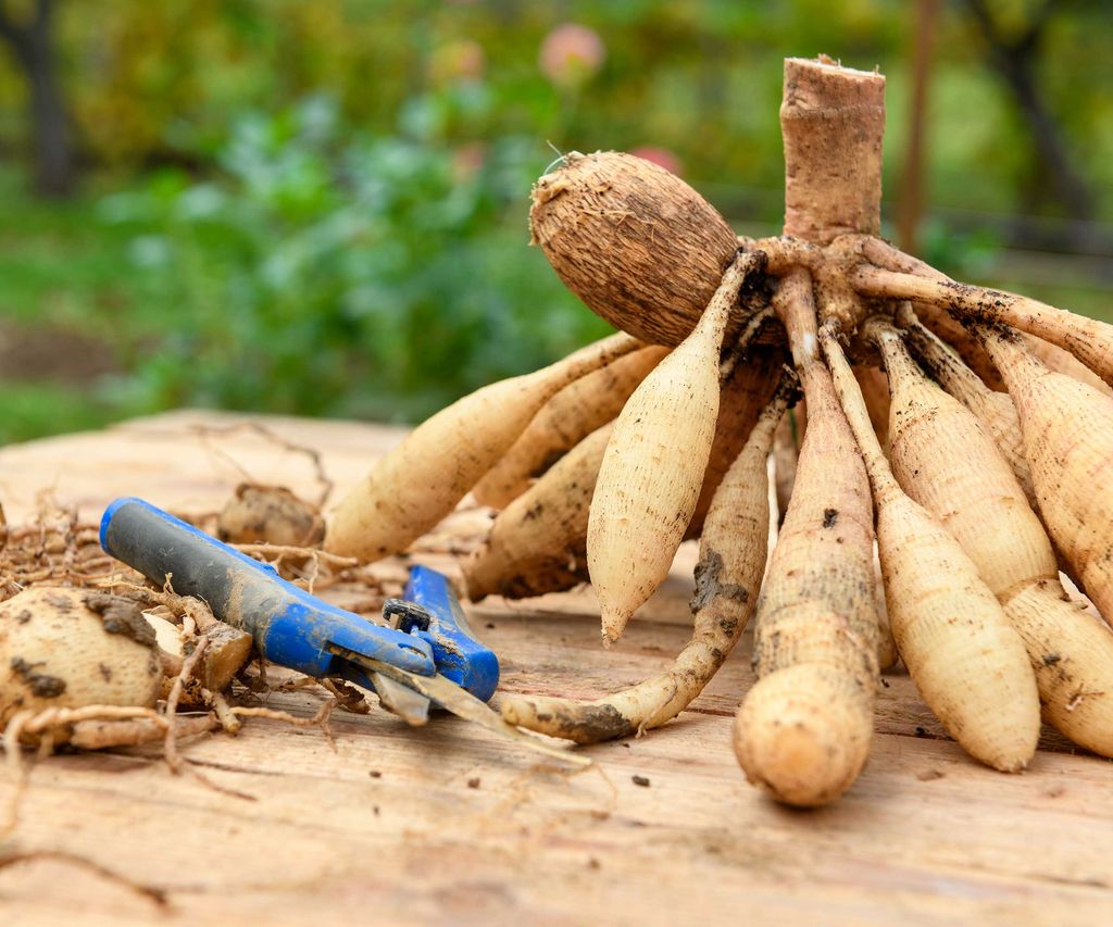 How to divide dahlia tubers, ready for planting: expert tips | Homes ...