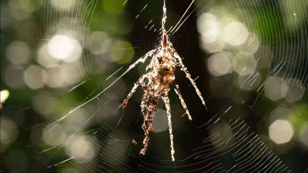 Tiny spiders that build giant 'puppet' decoys from disembodied prey ...