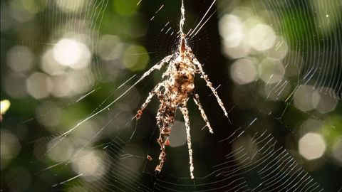 Tiny spiders that build giant 'puppet' decoys from disembodied prey ...